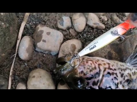 Pesca de Tigres ,guapotes ,jaguar en el Río con señuelos . - YouTube