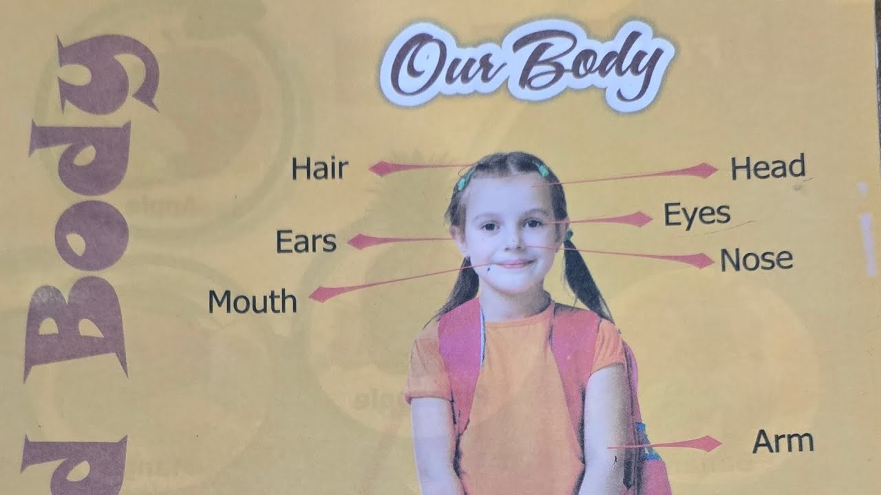 Our Body | EVS | Nursery Kg Class | Kids Studytime - YouTube