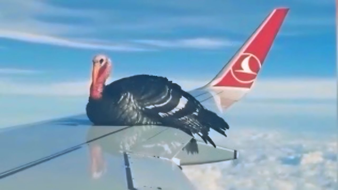 Video of Turkey boarding Turkish Airlines flight in style goes viral ...