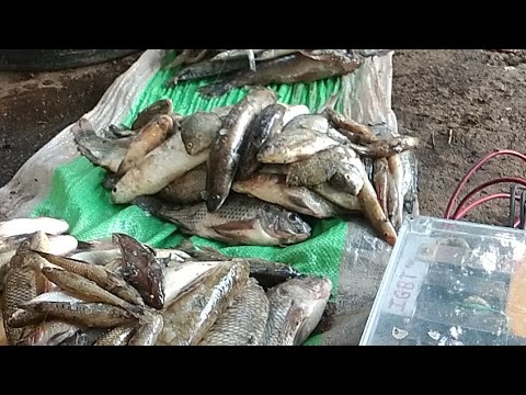 12fet igbt⚡💪,naparami at malalaki ang huli,mga isdang sa tubig alat ...