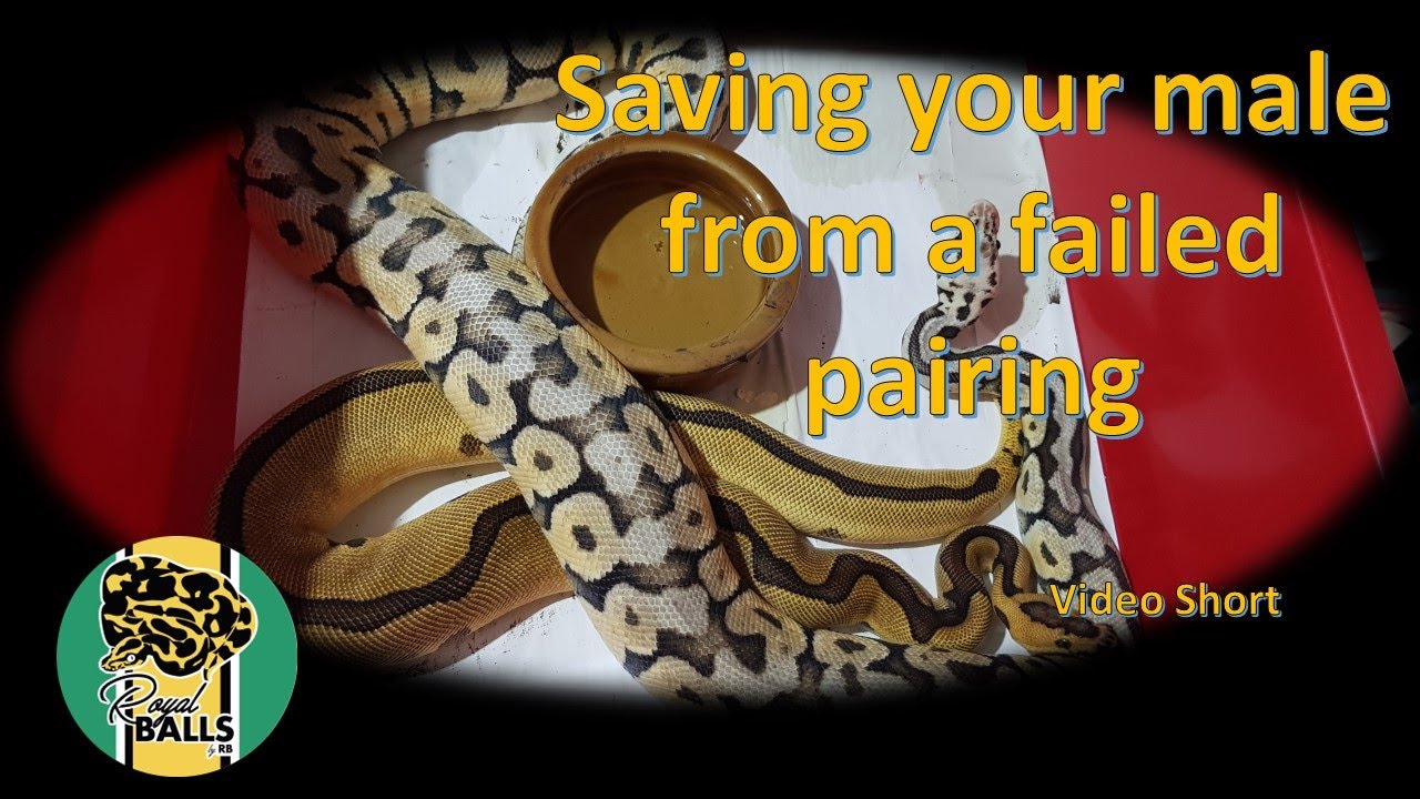 Breeding Ball Pythons; Video Short Unsuccessful Pairing? - YouTube