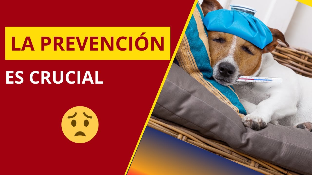¡URGENTE! Conoce todo sobre el PARVOVIRUS en PERROS: Síntomas ...