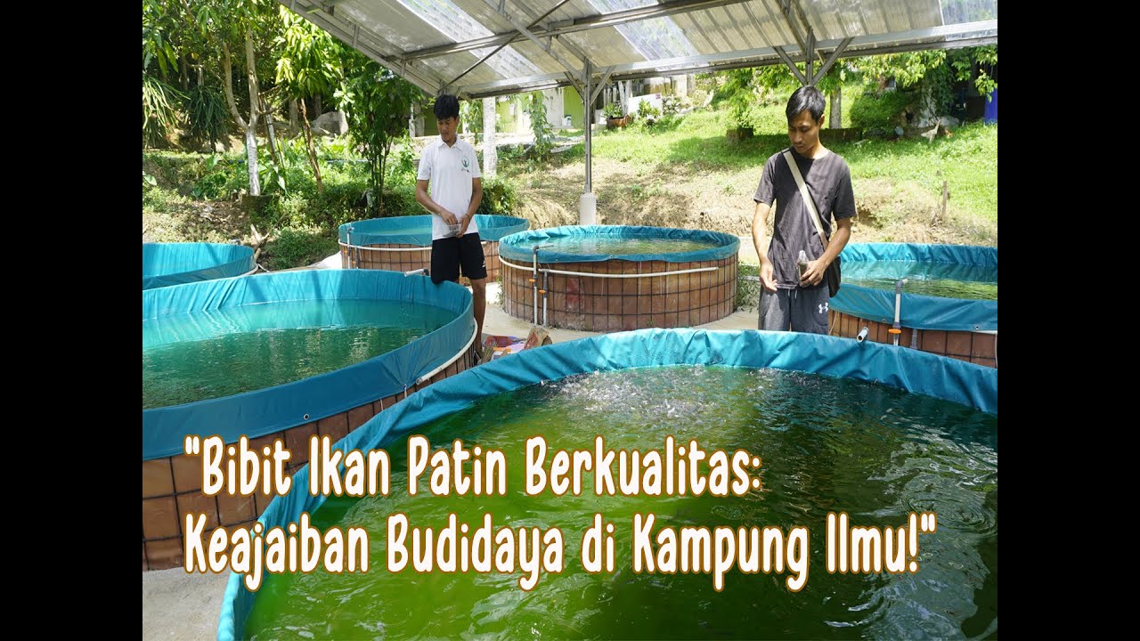 Sentra Benih Ikan Patin Kampung Ilmu - YouTube