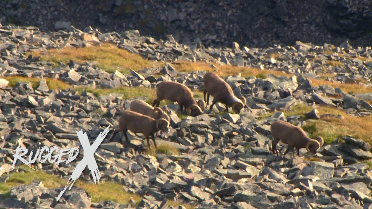 Yakutia Snow Sheep Hunt - YouTube