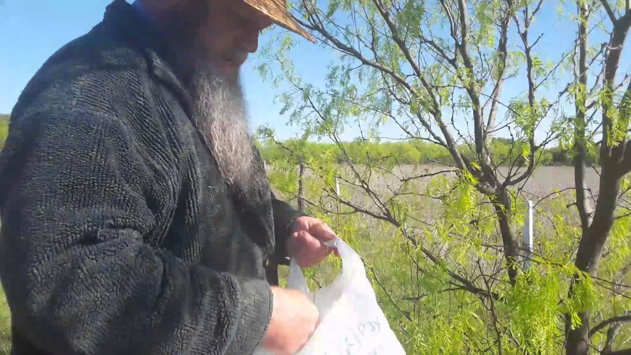 Harvesting Mesquite Leaves for a good health tea - YouTube