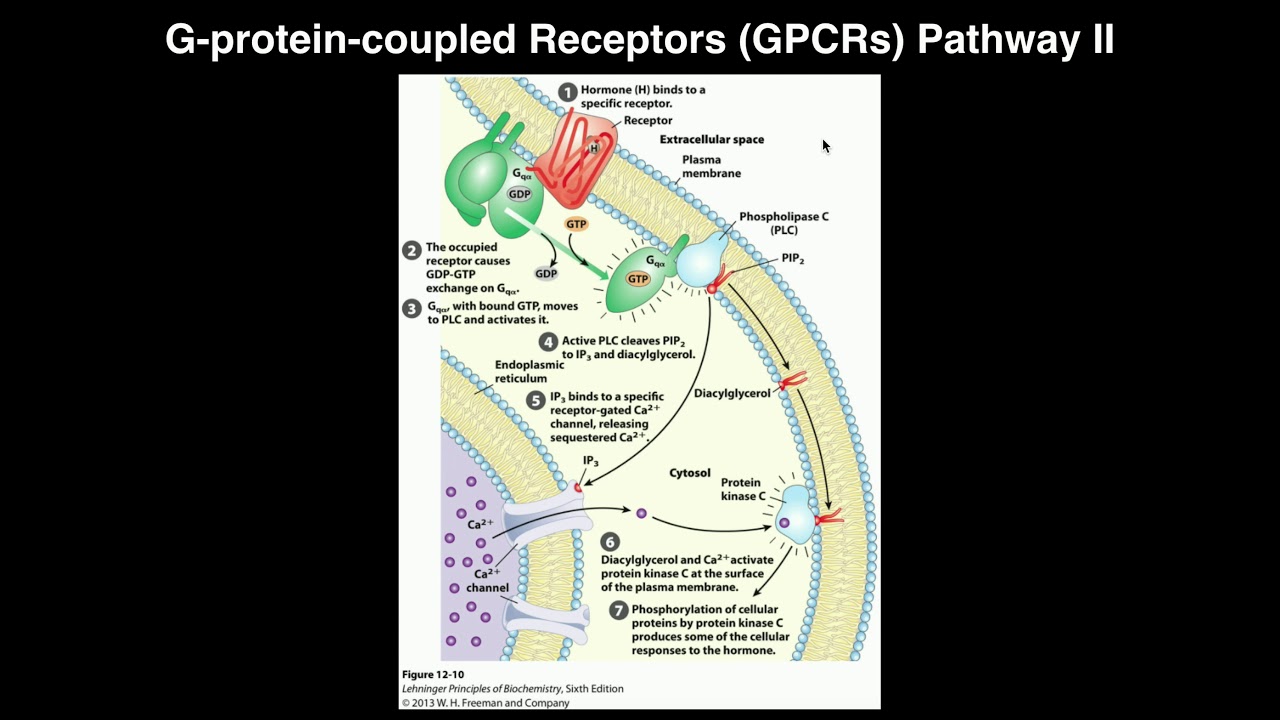 Biosignaling | G-protein-coupled Receptors: PLC, DAG, & IP3 - YouTube