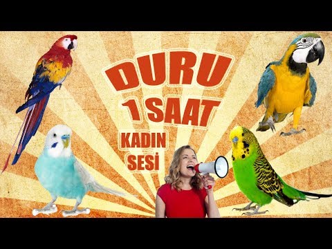 muhabbet kuşu ve papağan konuşturma Duru sesi