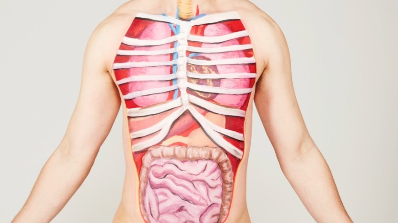 What Is The Heaviest Organ Inside The Body YouTube what-is-the-heaviest-organ-inside-the-body-youtube