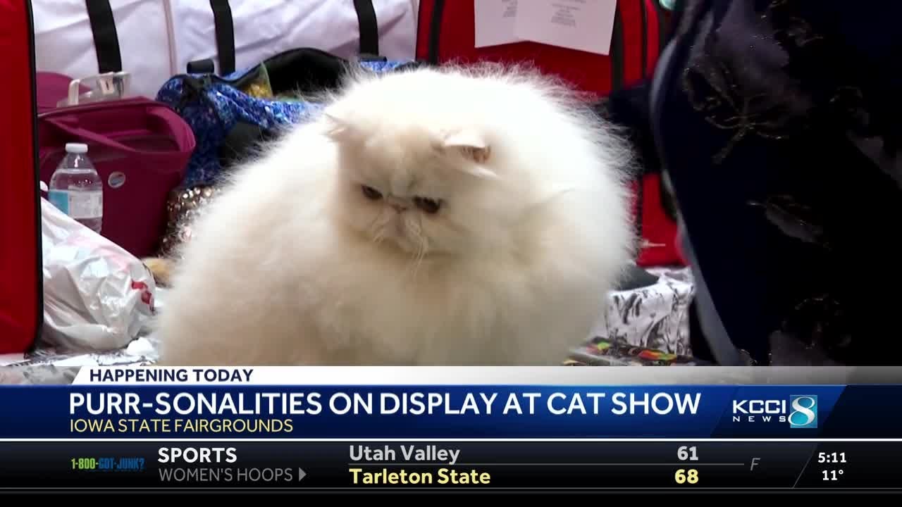 Purr-sonalities pack Iowa State Fairgrounds for cat show - YouTube
