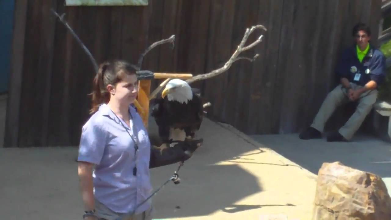 Bird show at Six Flags Discovery Kingdom California - YouTube