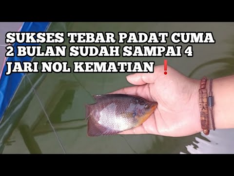 SORTIR GURAME TEBAR PADAT 2 BULAN SUDAH 4 JARI