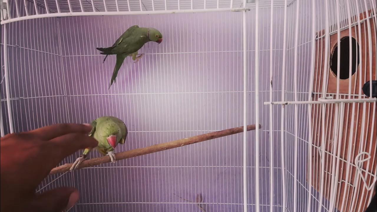 Bonding Beyond Words Playing With My Ring Necked Parakeet Opening bonding-beyond-words-playing-with-my-ring-necked-parakeet-opening