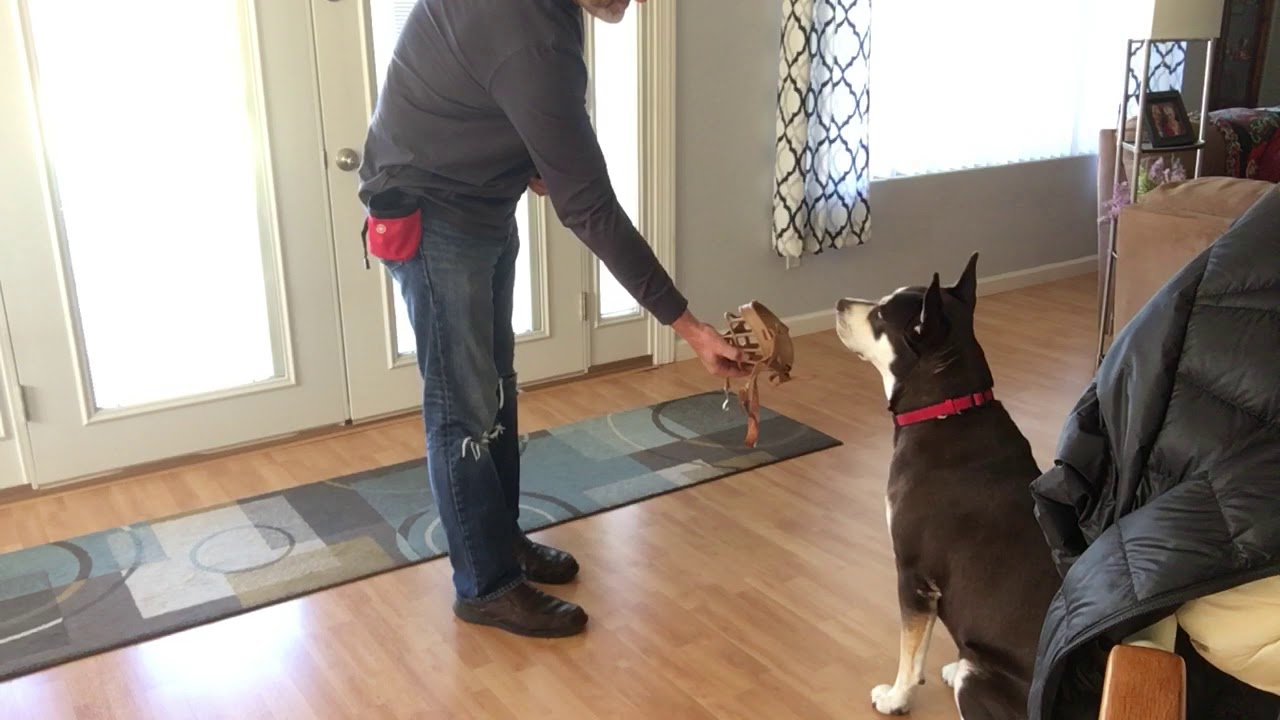 Muzzle training - step 2 - YouTube