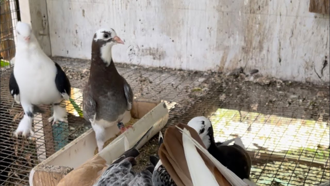 Cómo adaptar los pichones de palomas a volar a su palomar . - YouTube