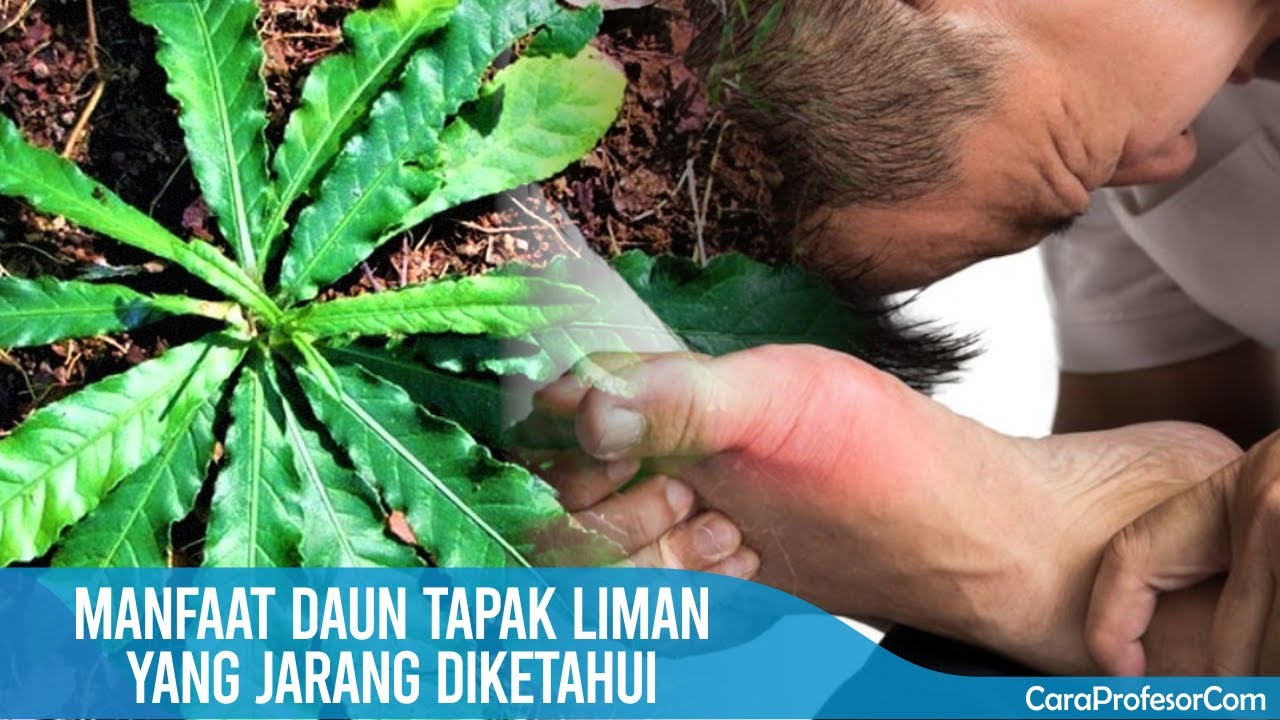 Manfaat Daun Tapak Liman yang Jarang Diketahui Yuk, Simak Ulasannya ...