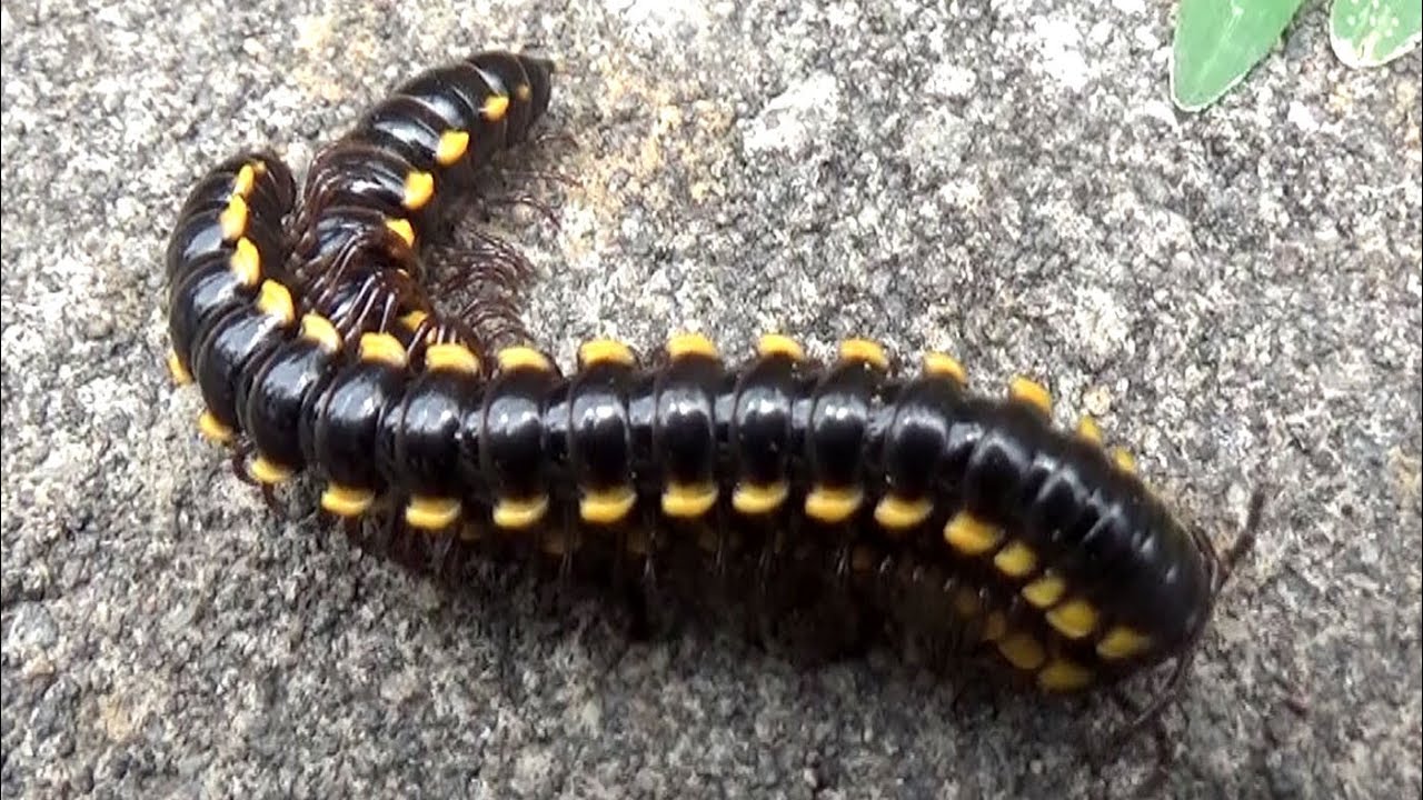 Cara Berkembangbiak Luwing Luwe Kaki Seribu (Diplopoda) - YouTube