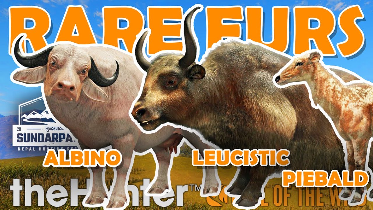 So Many RARE FURS in SUNDARPATAN on a CRAZY Group Hunt!!! - Call of the ...