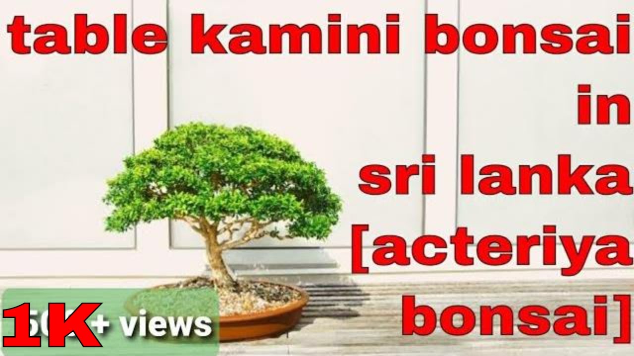 Table kamini bonsai tree (atteriya bonsai tree) - YouTube
