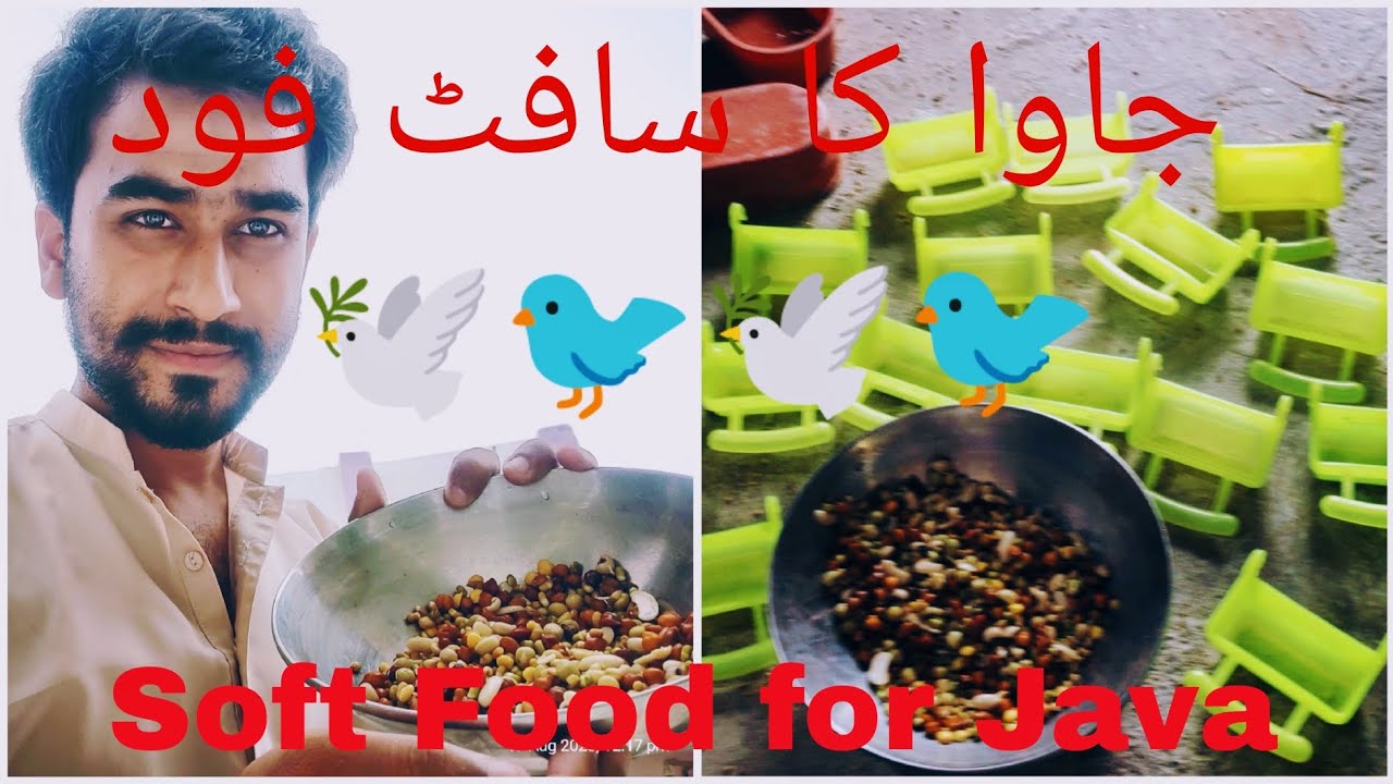 Soft food for Java And Finches 😘💕 - YouTube