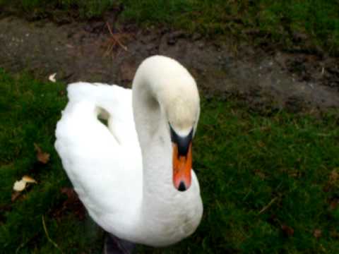 Hissing Mute Swan - YouTube