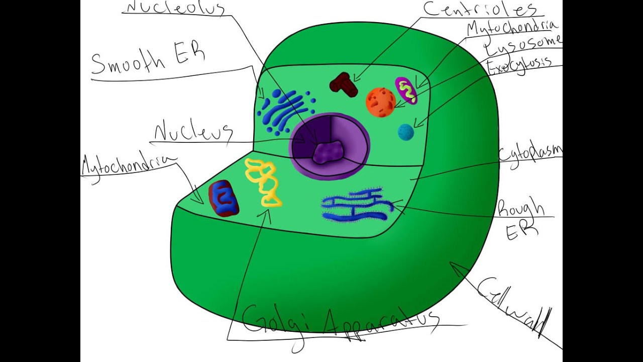 Making the Plant Cell [Speed Paint] Meant for school. - YouTube