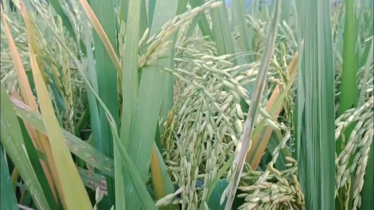 pemberian nutrisi pada tanaman padi ciherang menggunakan mkp,kcl,dewa-dewi hasil super mantab ...