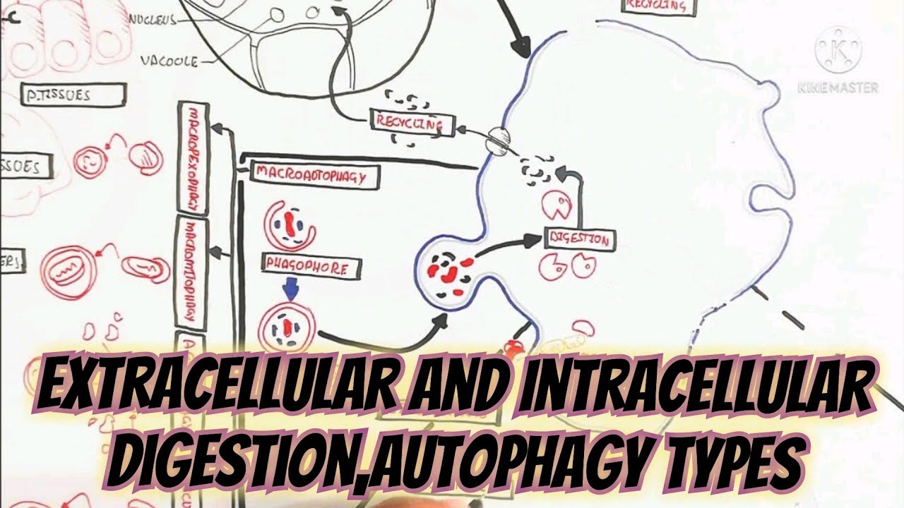Extracellular And Intracellular Digestion,Autophagy Types/Significance ...