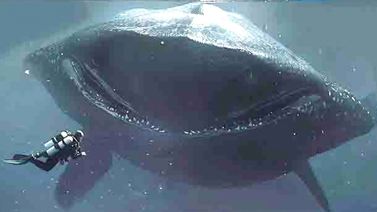 The Terrifying Reasons NASA Refuses To Go Into The Deep Sea - YouTube