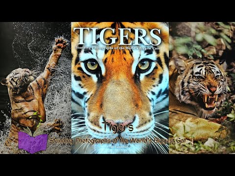 Tigers: Stunning Photographs of the World's Biggest Cat (Book Flip ...