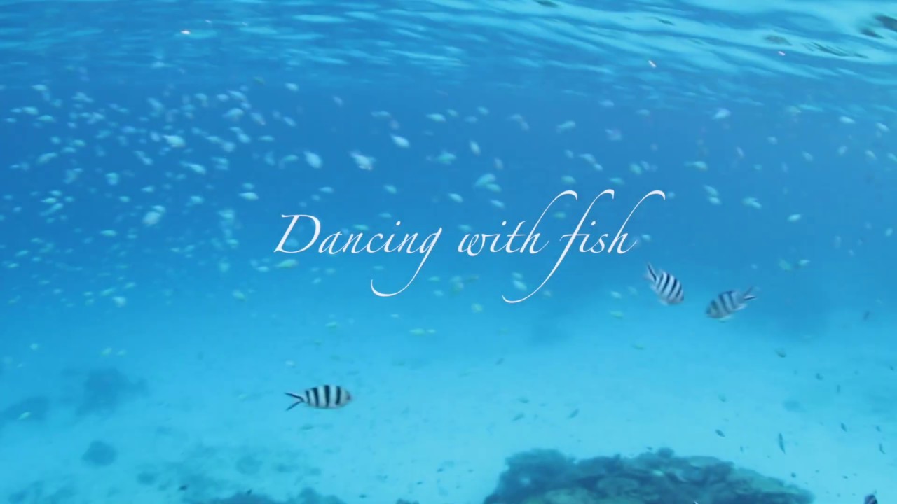 Dancing with fish (Lady Elliot Island) - YouTube
