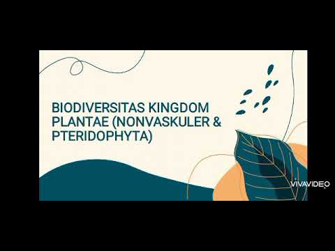 BIODIVERSITAS KINGDOM PLANTAE ( Non Vaskuler & Pterydophyta) - YouTube