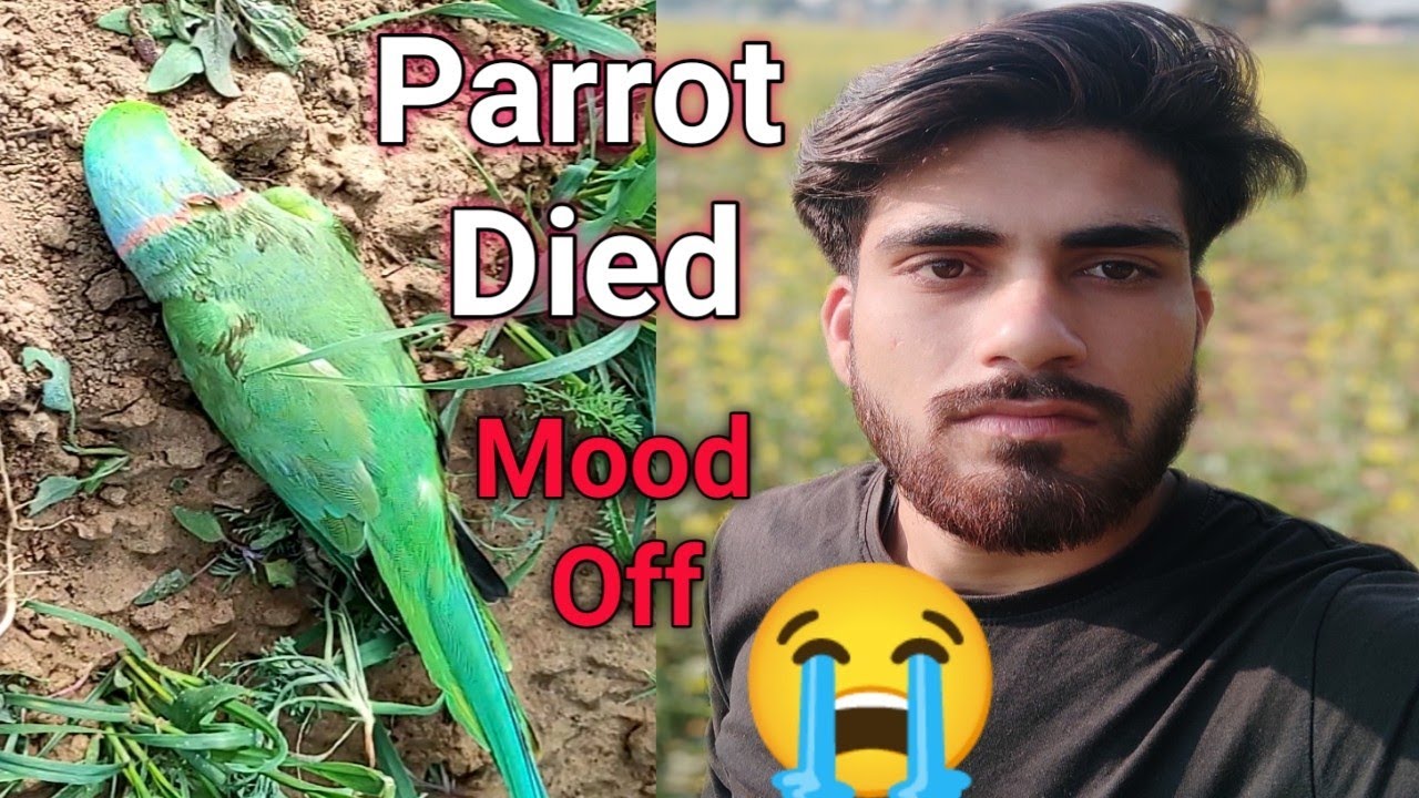 Parrot Died 😭 | The parrot died on my farm | Popat Mar Gaya - YouTube