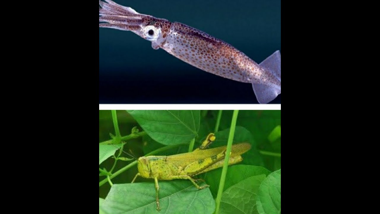 SISTEM RESPIRASI MOLUSCA DAN INSECTA - YouTube