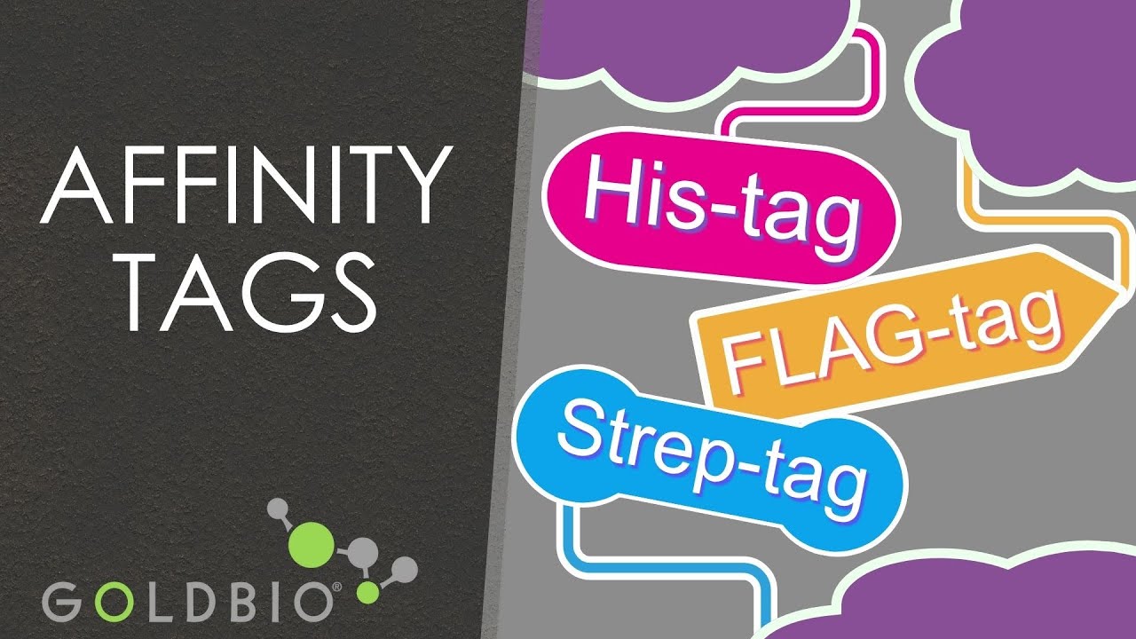 His-tags, FLAG-Tags, and Strep-tags: Understanding Protein Purification ...