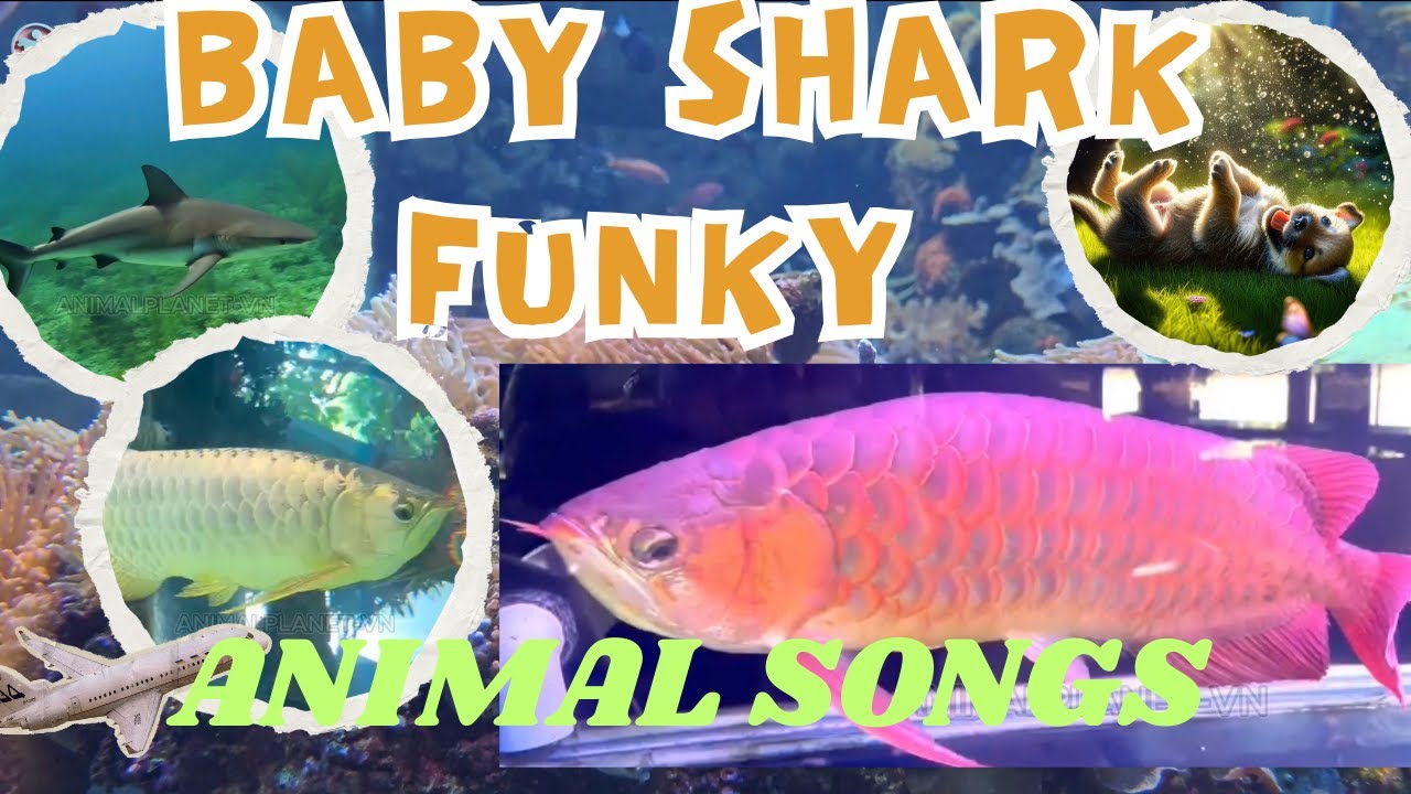 BABY SHARK FUNKY SONG #animals #animalsong #kidsvideo #pets #babyshark ...