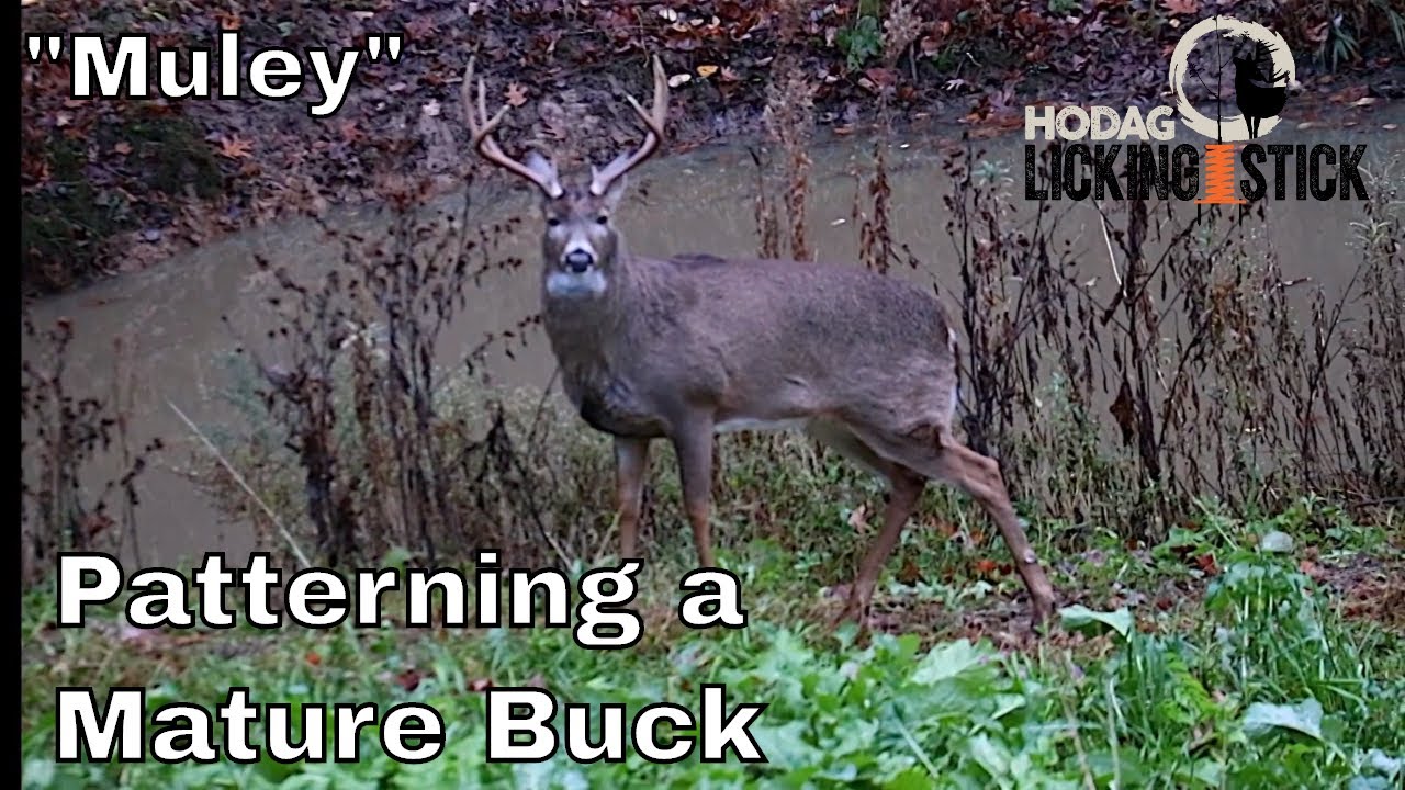 Bow Hunting Mature Bucks: The Story of Muley - YouTube