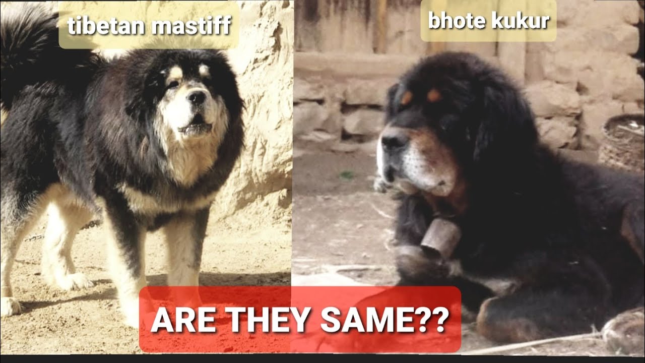 Bhotia dog/ bhote kukur and Tibetan mastiff basic differences. Are they ...