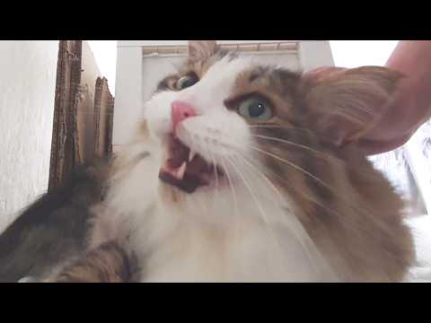 My cat has something to say about inflation