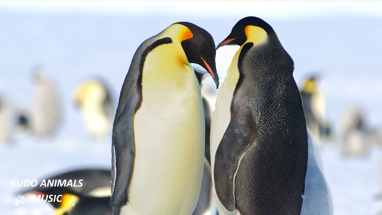 Animals of Arctic 4K_ Peaceful Relaxing Music With 4K Animals Film ...