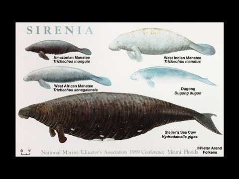 Conservation Challenges of the African Manatees and Sea Turtles - YouTube