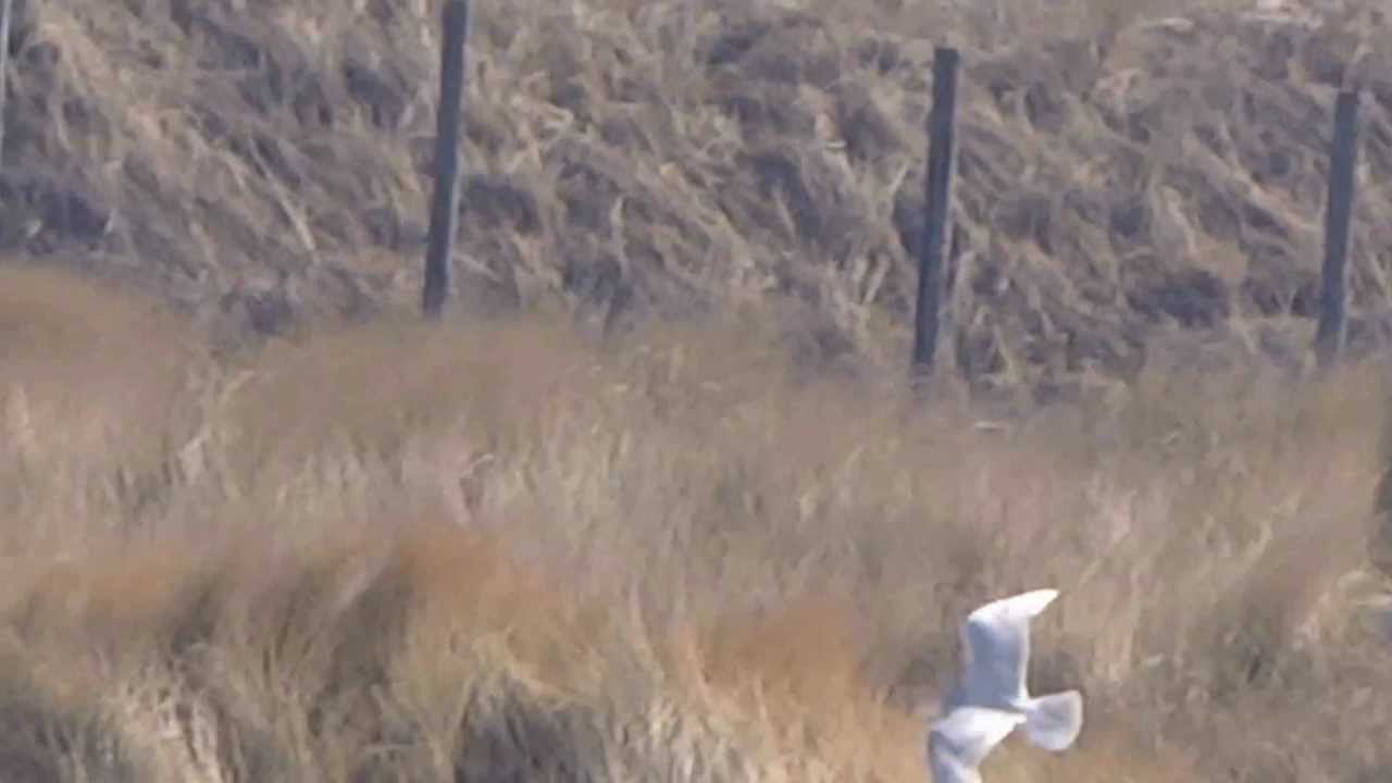 Rare/Zeldzaam: Glaucous Gull / Grote Burgemeester (Larus Hyperboreus) - YouTube