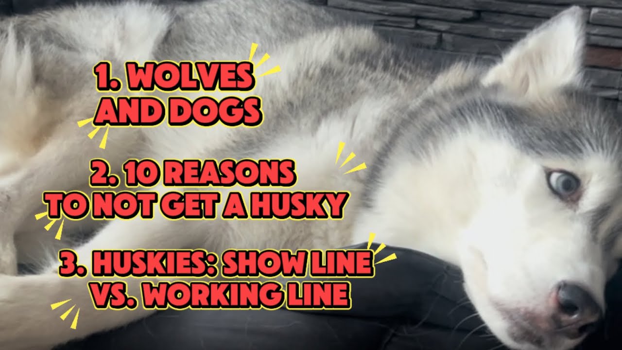 Dogs and wolves DNA, 10 reasons to not get a husky and show line vs ...