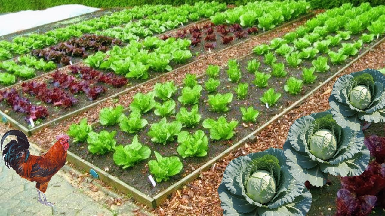 Simple village life : 120 days How to creat a garden and grow ...