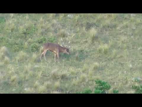 WarriorStag 171109