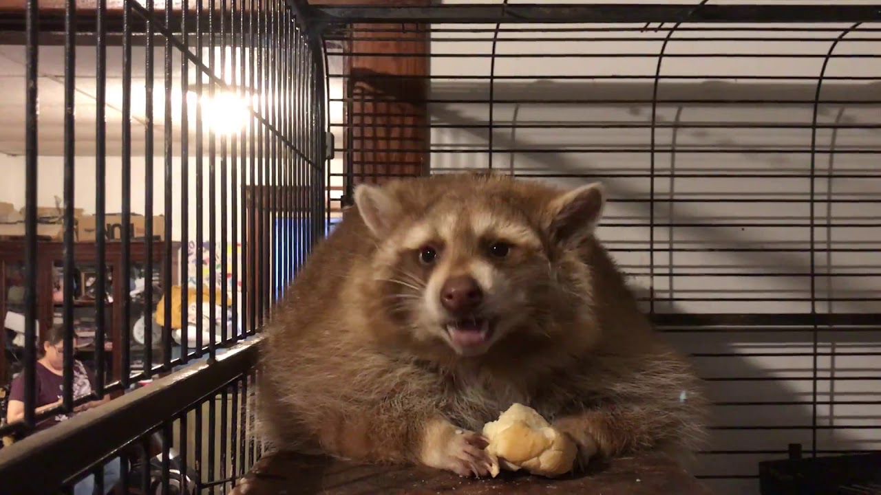 Thanksgiving leftovers for Cinnamon the raccoon - YouTube
