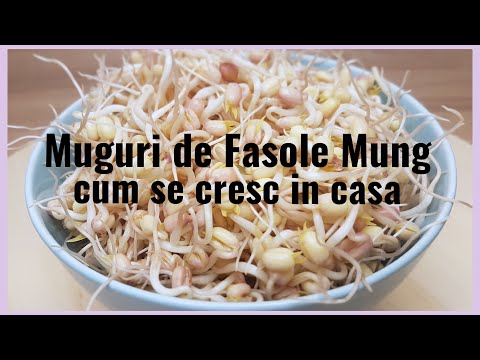Muguri de fasole mung | Cum ii cresc in casa