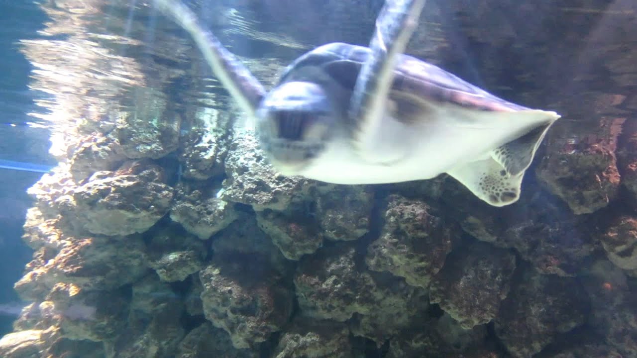 Sea Turtle 10-24-12 - YouTube