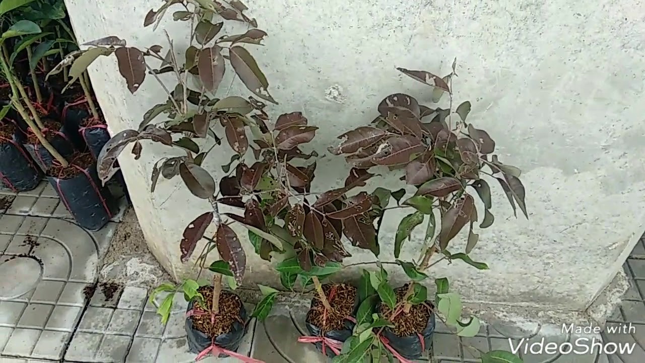 Cutting ruby longan 1 month after grafted and plants - YouTube