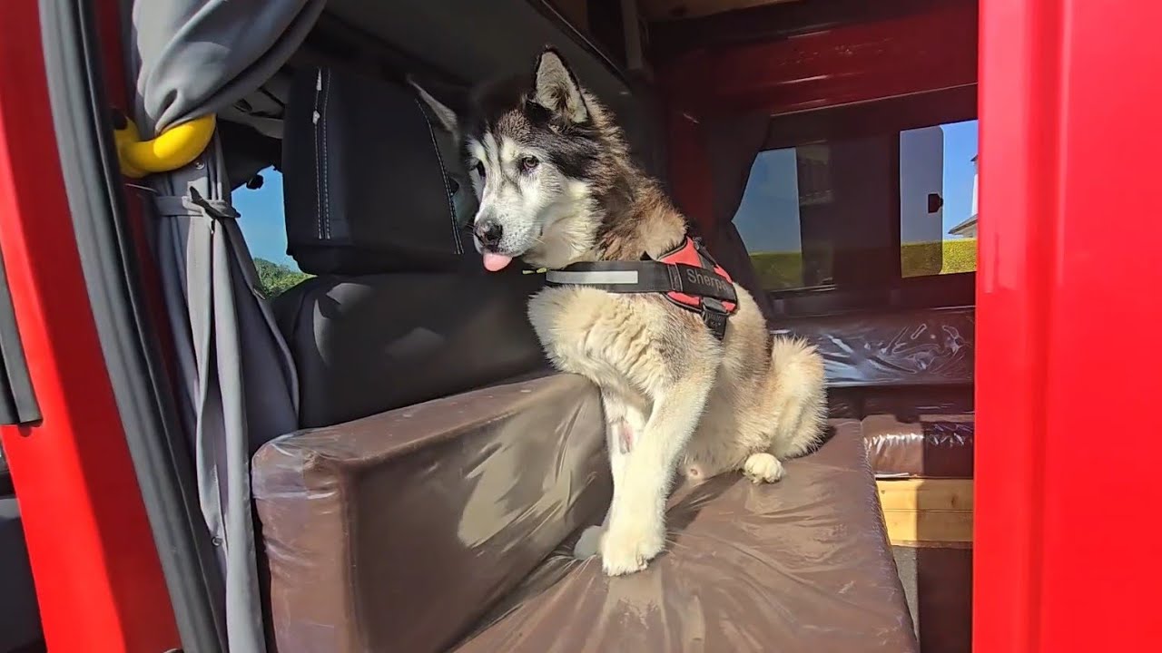 Husky Recovers So Well He's Taken Back Early! - YouTube
