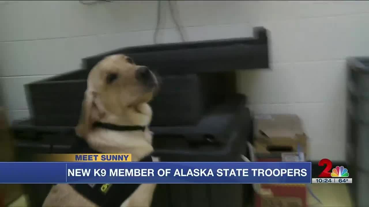 Alaska State Troopers welcome new recruit — say hi to Sunny! - YouTube